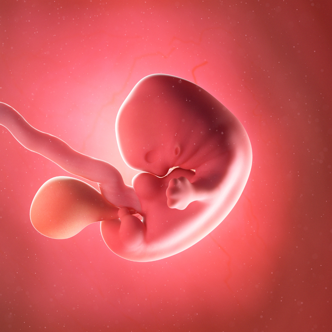 Faktor – Faktor yang Memengaruhi Penempelan Embrio – Signumfertility.com